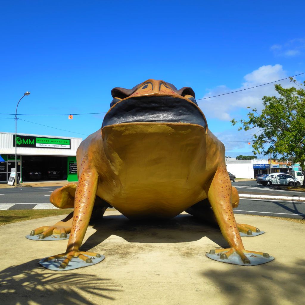 Buffy the Big Cane Toad, Sarina, QLD - Land of the Bigs