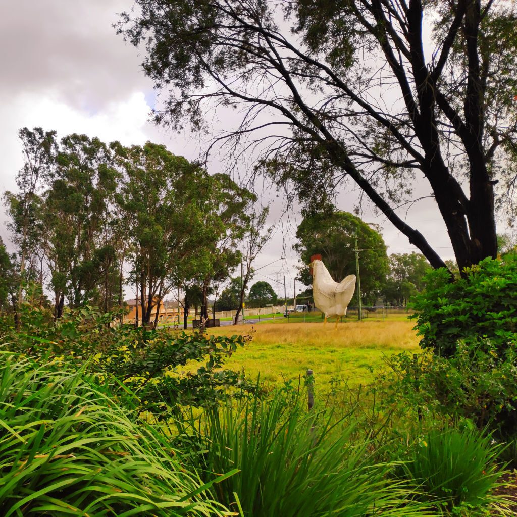 The Big Chook, Mount Vernon, NSW - Land of the Bigs