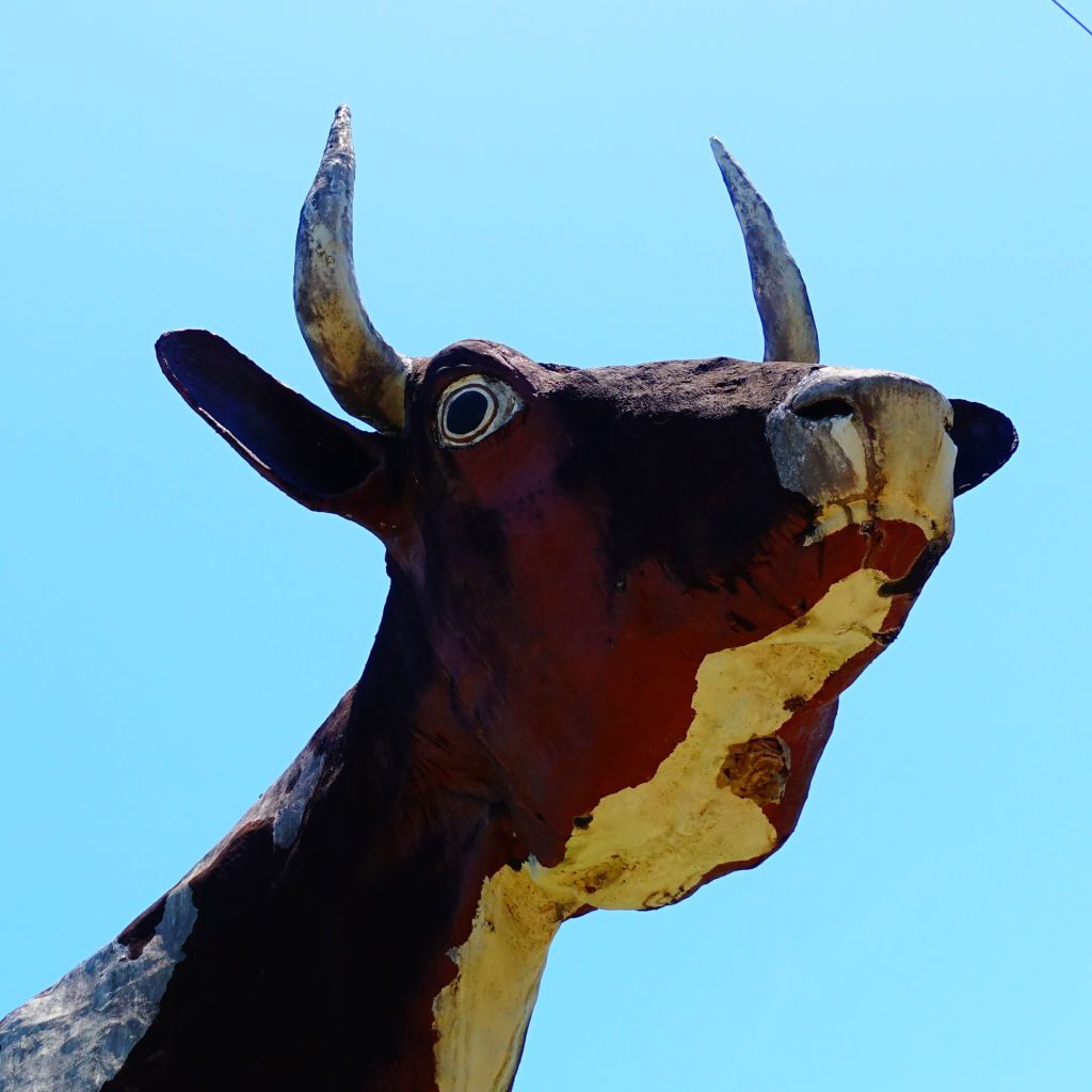 The Big Cow, Highfields, QLD - Land of the Bigs