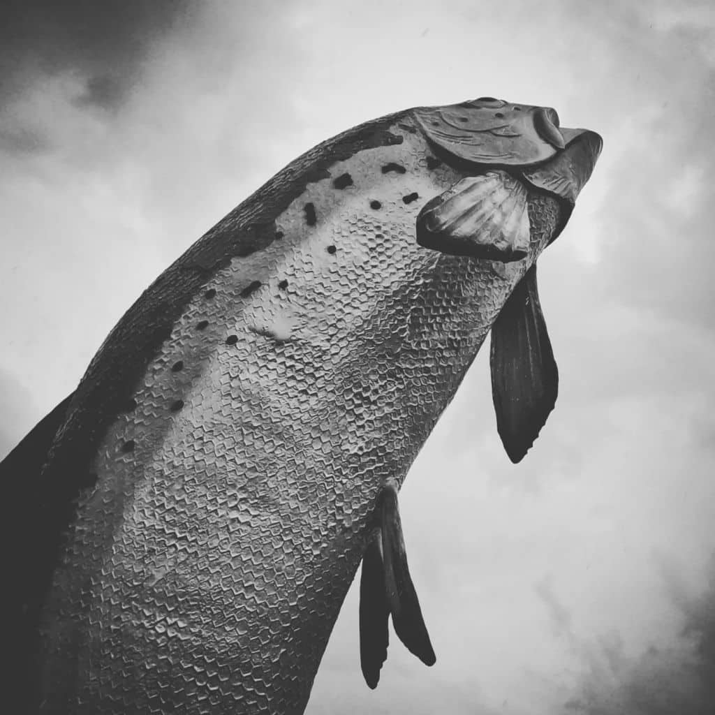 The Big Trout, Adaminaby, NSW - Land of the Bigs