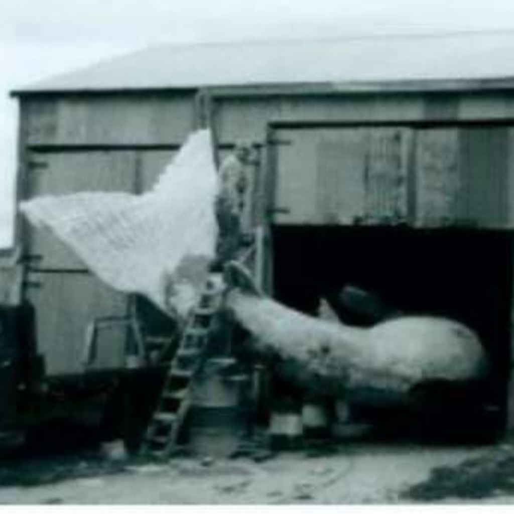 The Big Trout, Adaminaby, NSW - Land of the Bigs