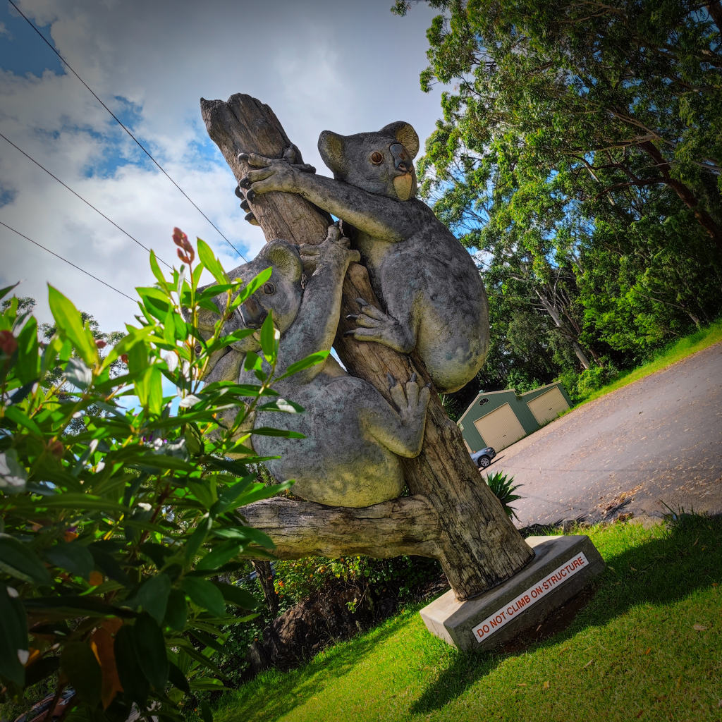 The Big Koala Family, Port Macquarie, NSW - Land of the Bigs