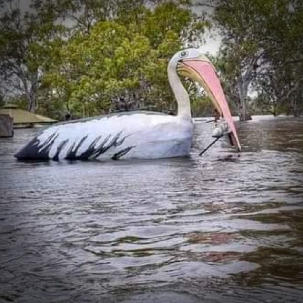 The Big Pelican, Loxton, SA - Land of the Bigs