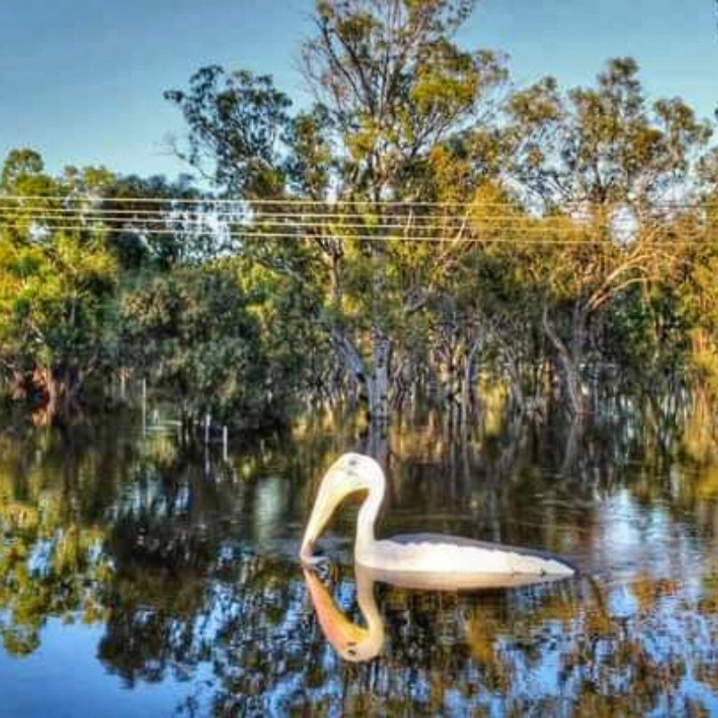 The Big Pelican, Loxton, SA - Land of the Bigs