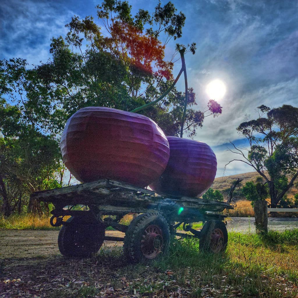 The Big Cherries, Pages Flat, SA - Land of the Bigs