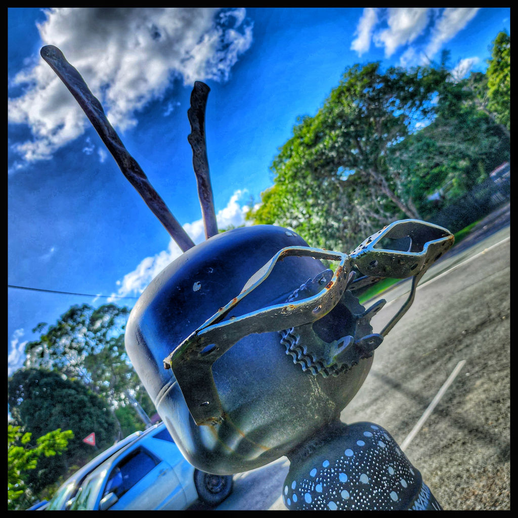 The Black Ant, Kin Kin, QLD - Land of the Bigs