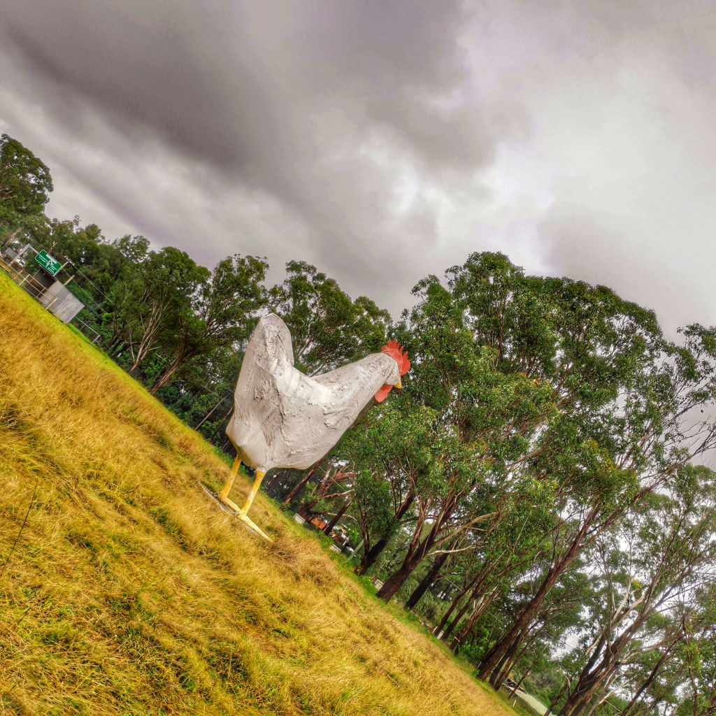 The Big Chook, Mount Vernon, NSW - Land of the Bigs