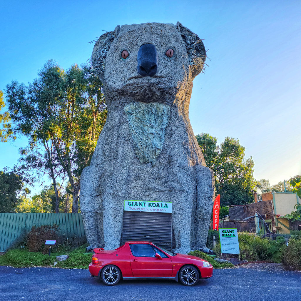 The Giant Koala, Dadswells Bridge, VIC - Land of the Bigs