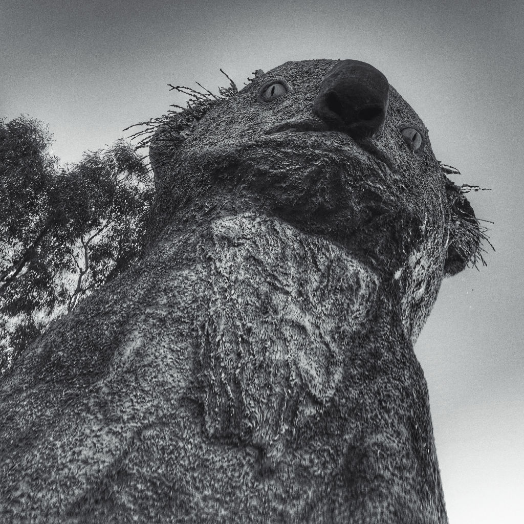 The Giant Koala, Dadswells Bridge, VIC - Land of the Bigs