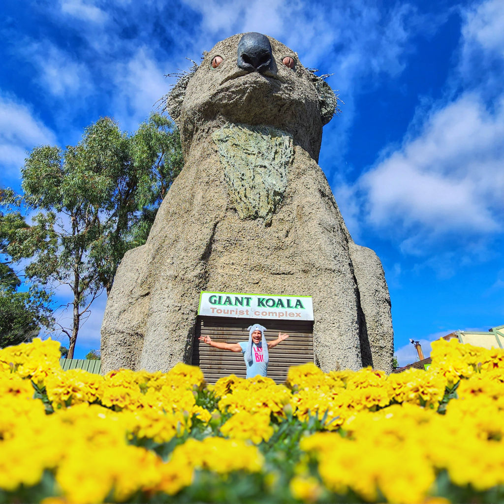 The Giant Koala, Dadswells Bridge, VIC - Land of the Bigs