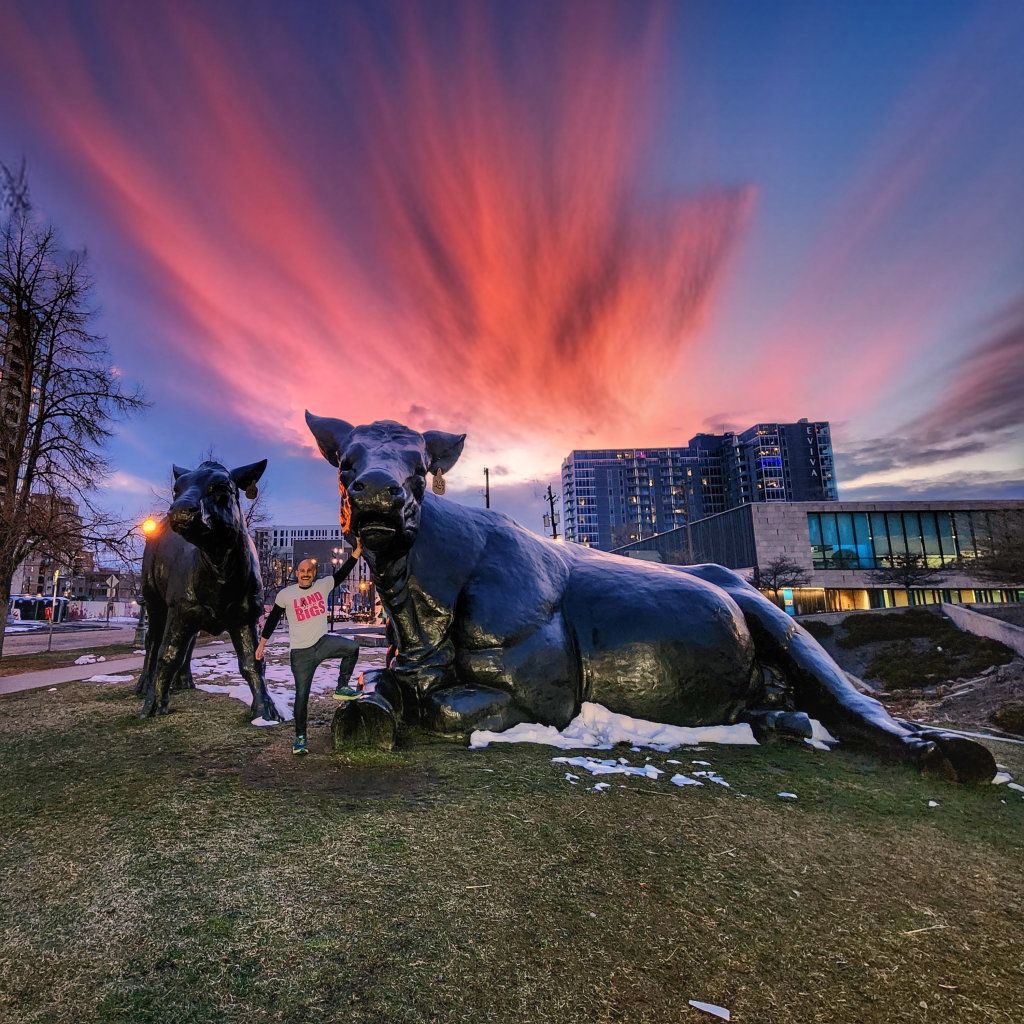 Scottish Angus Cow and Calf, Denver, Colorado - Land of the Bigs