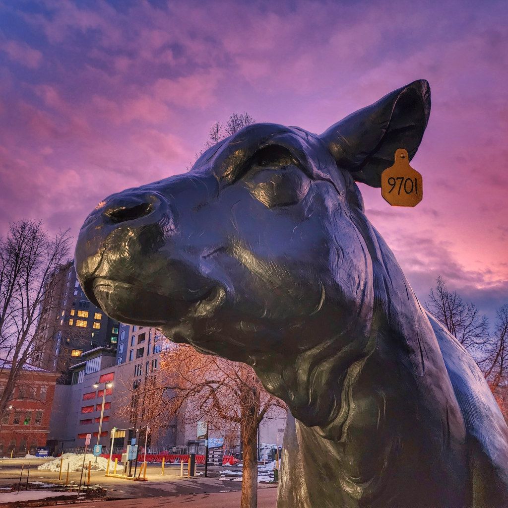 Scottish Angus Cow and Calf, Denver, Colorado - Land of the Bigs