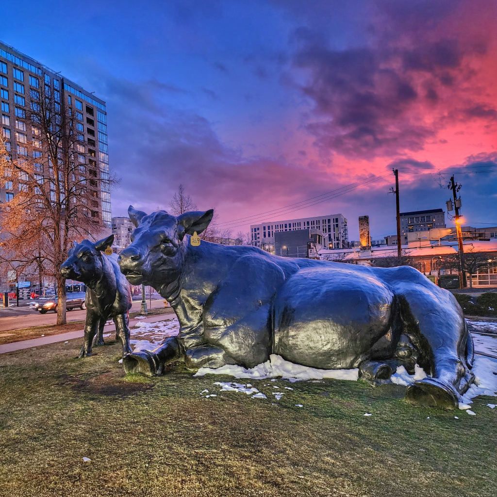 Scottish Angus Cow and Calf, Denver, Colorado - Land of the Bigs