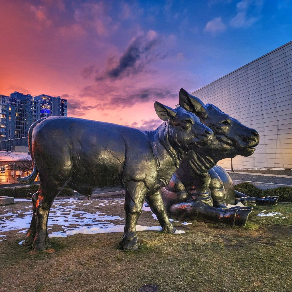 Scottish Angus Cow and Calf, Denver, Colorado - Land of the Bigs