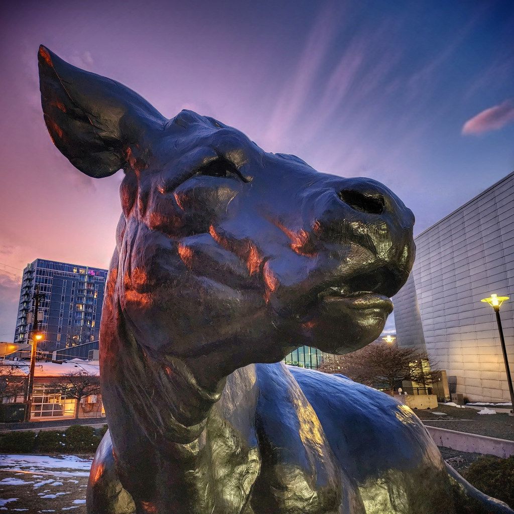 Scottish Angus Cow and Calf, Denver, Colorado - Land of the Bigs